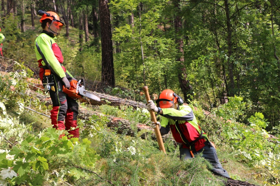 Kurs für Waldarbeiter, Durchforstung und Freischneide