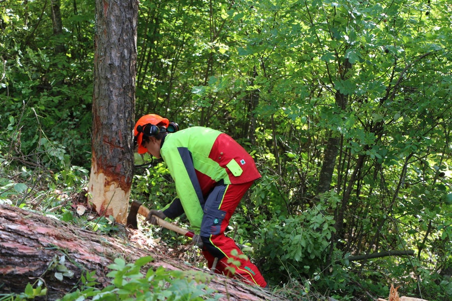 Kurs für Waldarbeiter, Durchforstung und Freischneide