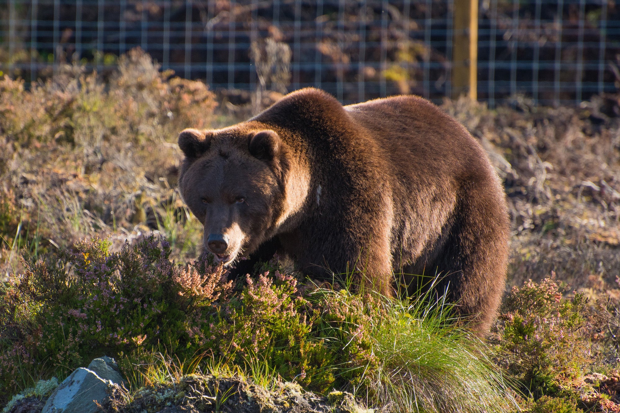 Visit Wild Ireland with Discover Ireland
