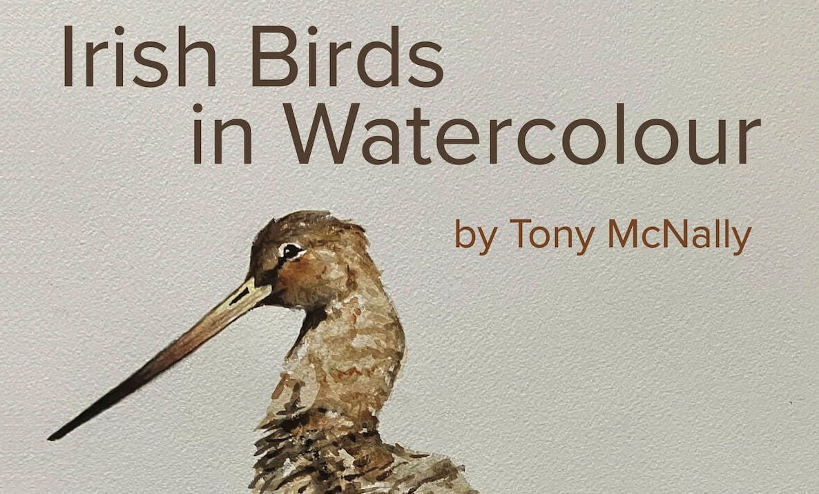 Irish Birds In Watercolour by Tony McNally