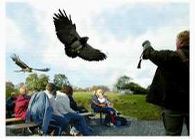 Visit Eagles Flying - Irish Raptor Research Centre with Discover Ireland