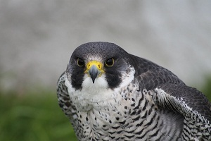 Dublin Falconry