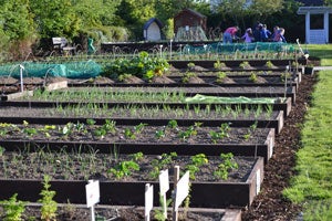 Visit Tearmann Community Garden with Discover Ireland
