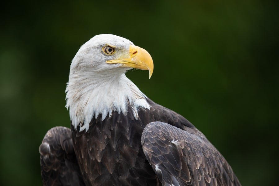 Visit Emerald Park with Discover Ireland