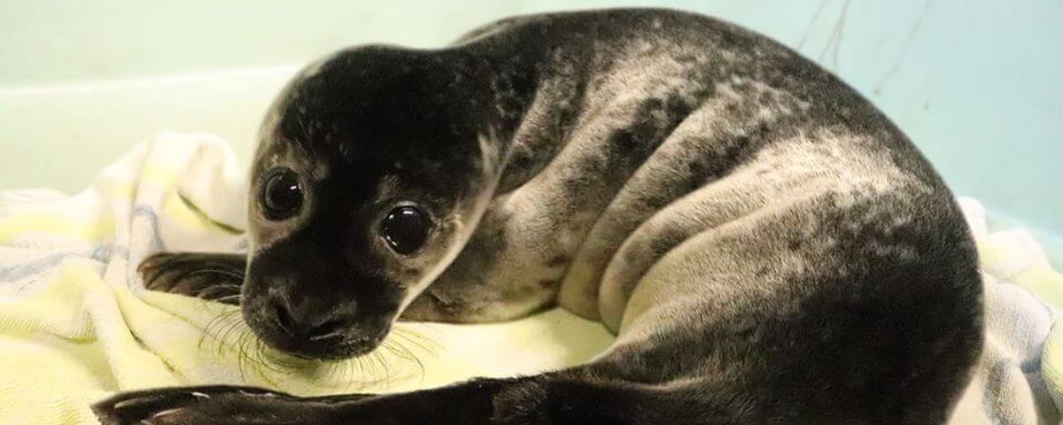 Visit Seal Rescue Ireland with Discover Ireland