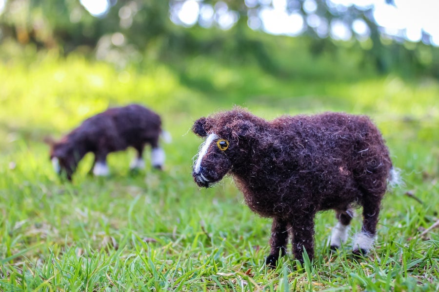 Visit Windrush Farm with Discover Ireland