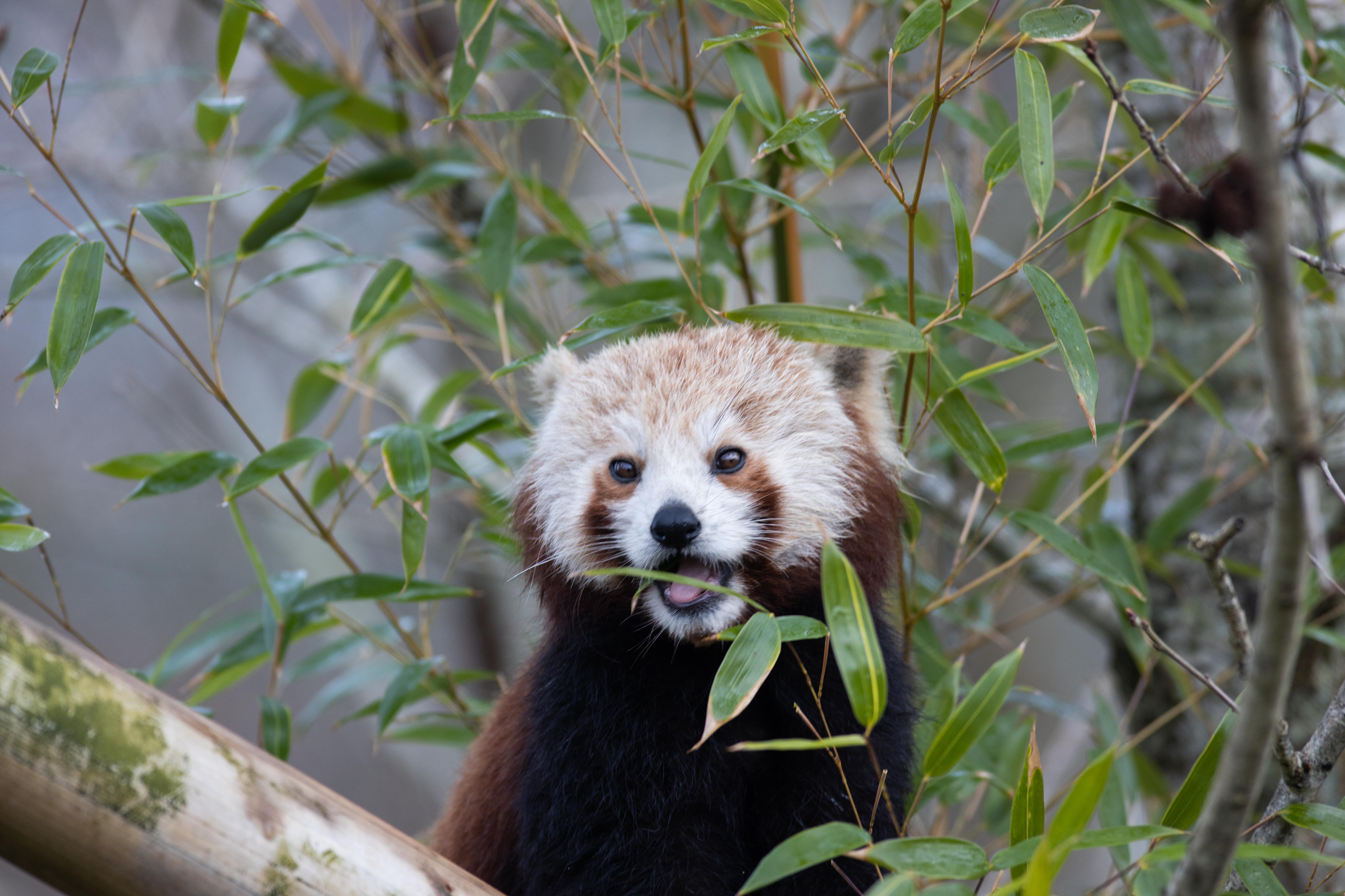 Visit Fota Wildlife Park with Discover Ireland