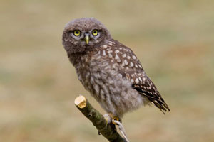 Visit Mayfield Birds of Prey Falconry with Discover Ireland