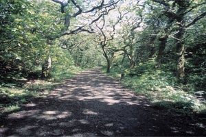 Visit Ards Forest Park with Discover Ireland