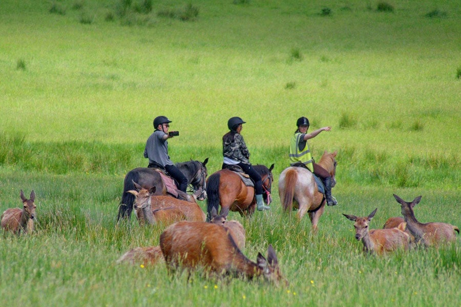 Visit Killarney Riding Stables with Discover Ireland