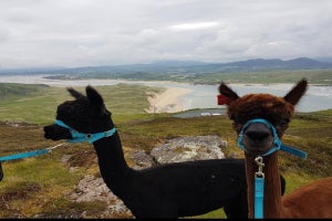 Visit Wild Alpaca Way with Discover Ireland