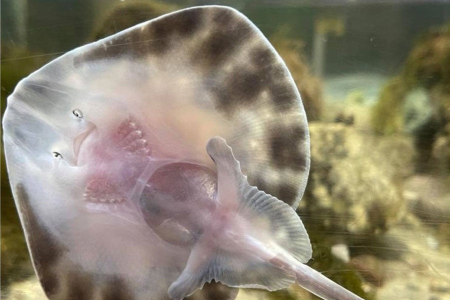 Visit Achill Experience Aquarium & Visitor Centre with Discover Ireland