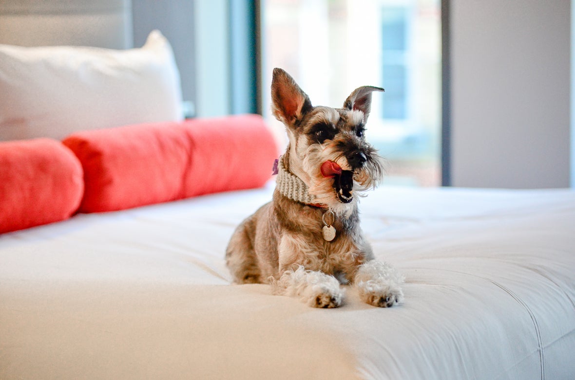 9 Dog-Friendly Hotels and Guesthouses in Dublin