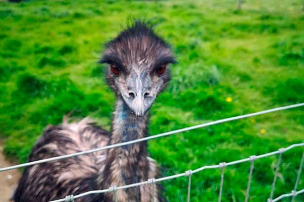 Visit Castle Adventure Open Farm with Discover Ireland
