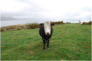 Visit Bere Island with Discover Ireland