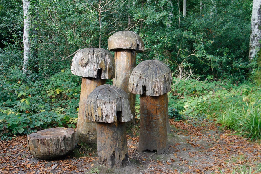 Visit Hazelwood Forest with Discover Ireland
