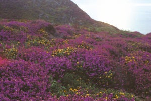 Visit Inis Fraoigh (Inishfree Island) with Discover Ireland