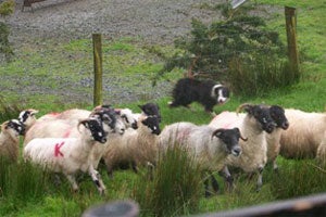 Visit Kissane Sheep Farm with Discover Ireland