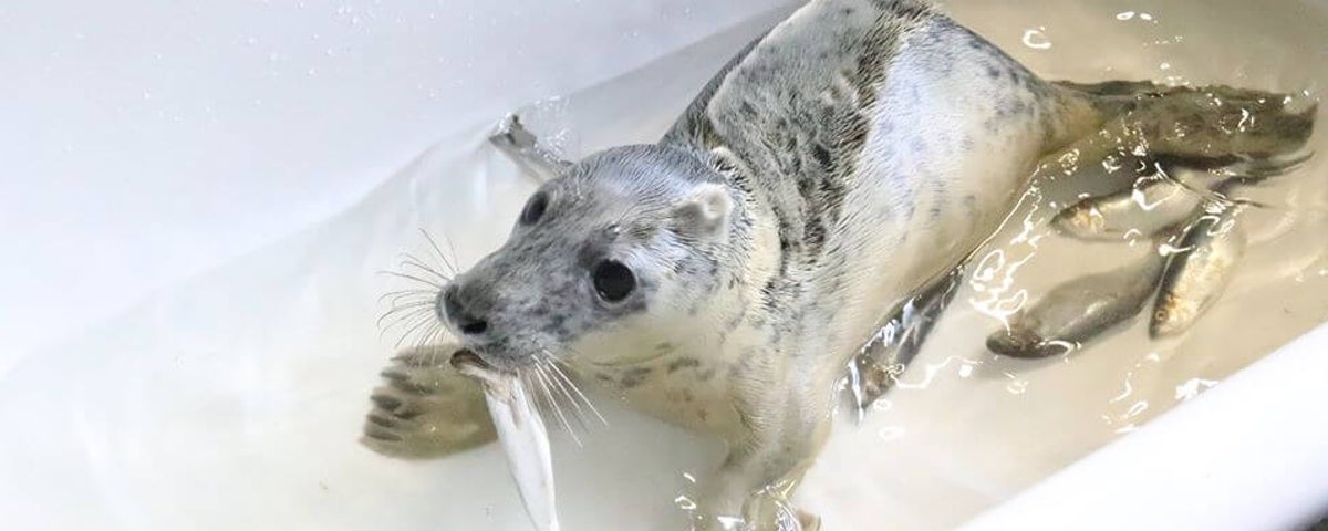 Visit Seal Rescue Ireland with Discover Ireland