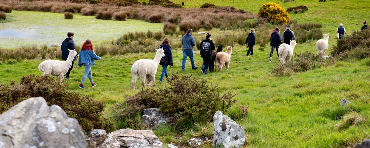 Visit K2alpacas with Discover Ireland