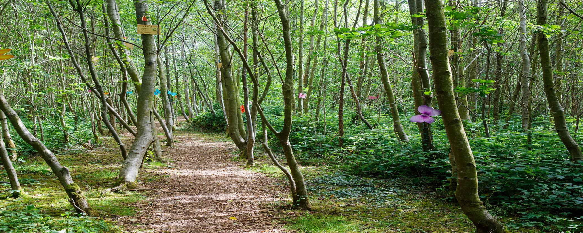 Visit Lough Boora Discovery Park - Fairy Trail with Discover Ireland