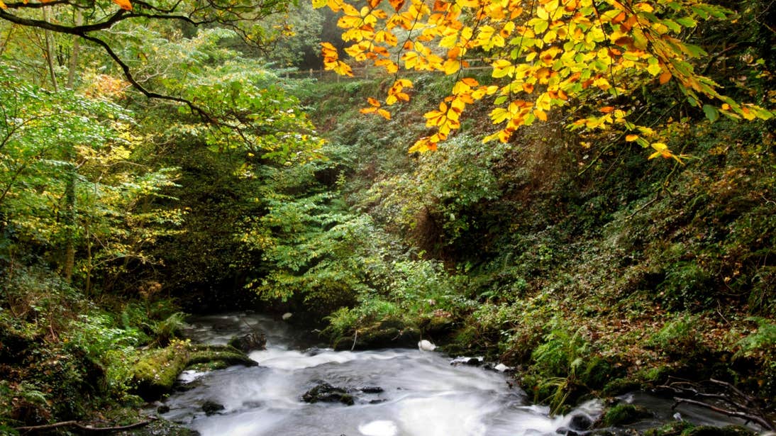 Go for a Forest Walk with Discover Ireland