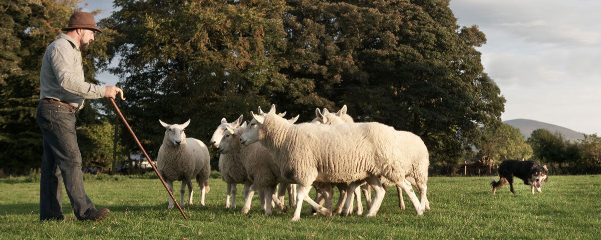 Visit Irish Working Sheepdogs with Discover Ireland