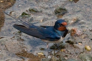 Visit Galway Bird Watching with Discover Ireland