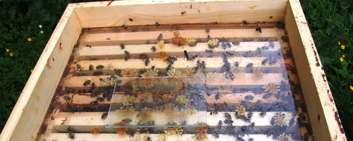 Visit Killarney Bee Walks and Honey with Discover Ireland