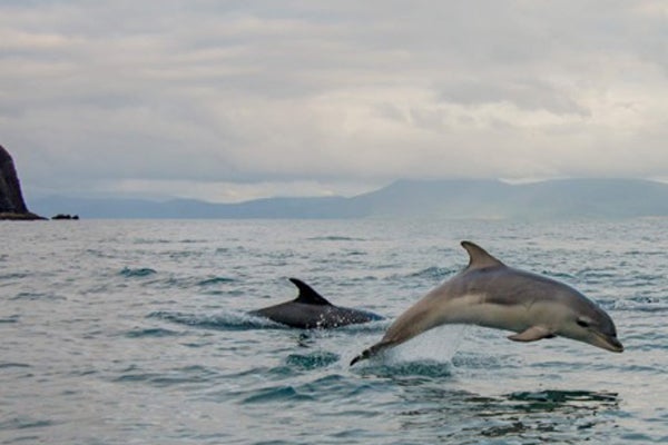 Visit Dingle Dolphin Boat Tours with Discover Ireland