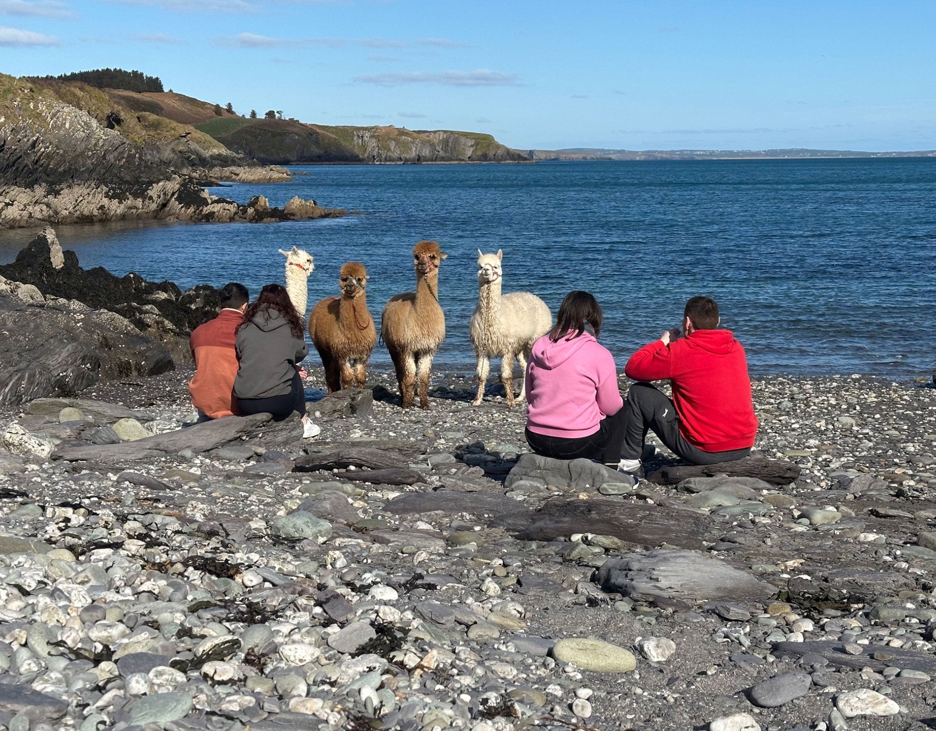 Visit Seaside Alpacas with Discover Ireland