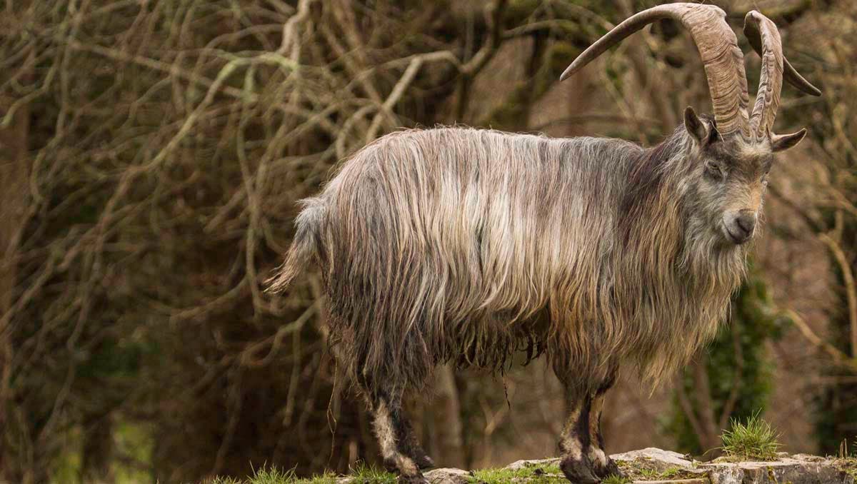 Visit Old Irish Goat Visitor Centre with Discover Ireland