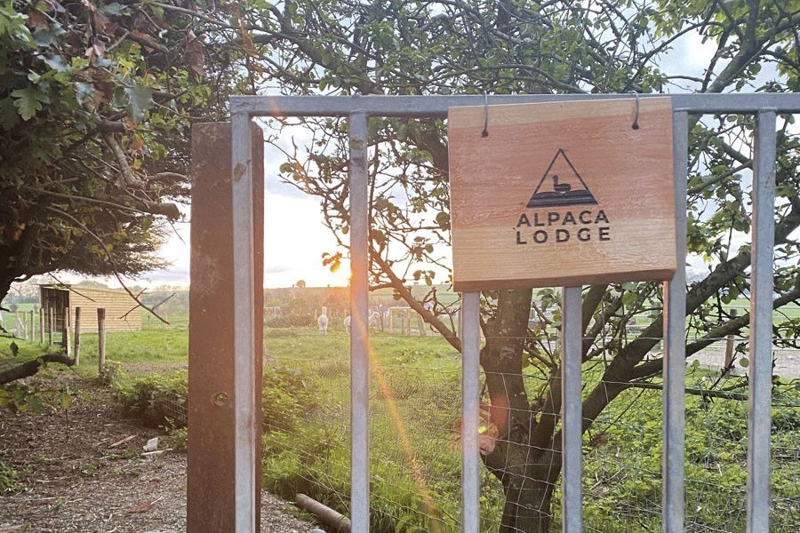 Visit Alpaca Lodge with Discover Ireland