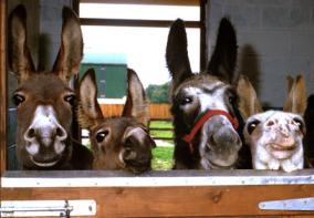 Visit The Donkey Sanctuary with Discover Ireland