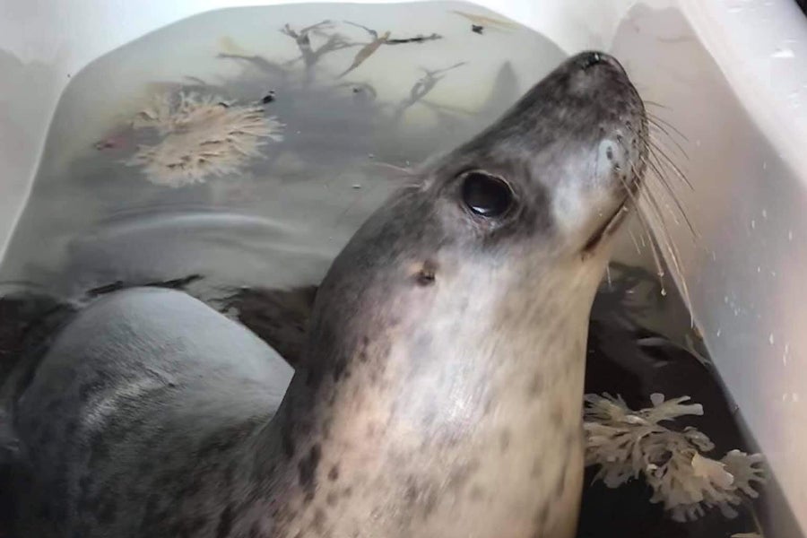 Visit Seal Rescue Ireland with Discover Ireland