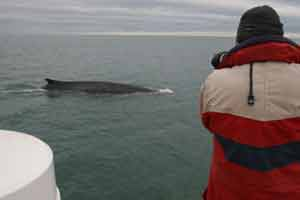 Visit Cork Whale Watch with Discover Ireland