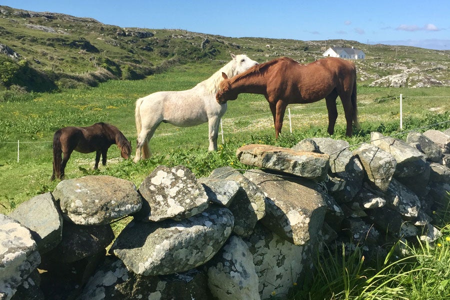 Visit The Point Pony Trekking and Horse Riding with Discover Ireland