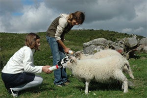 Visit Kissane Sheep Farm with Discover Ireland