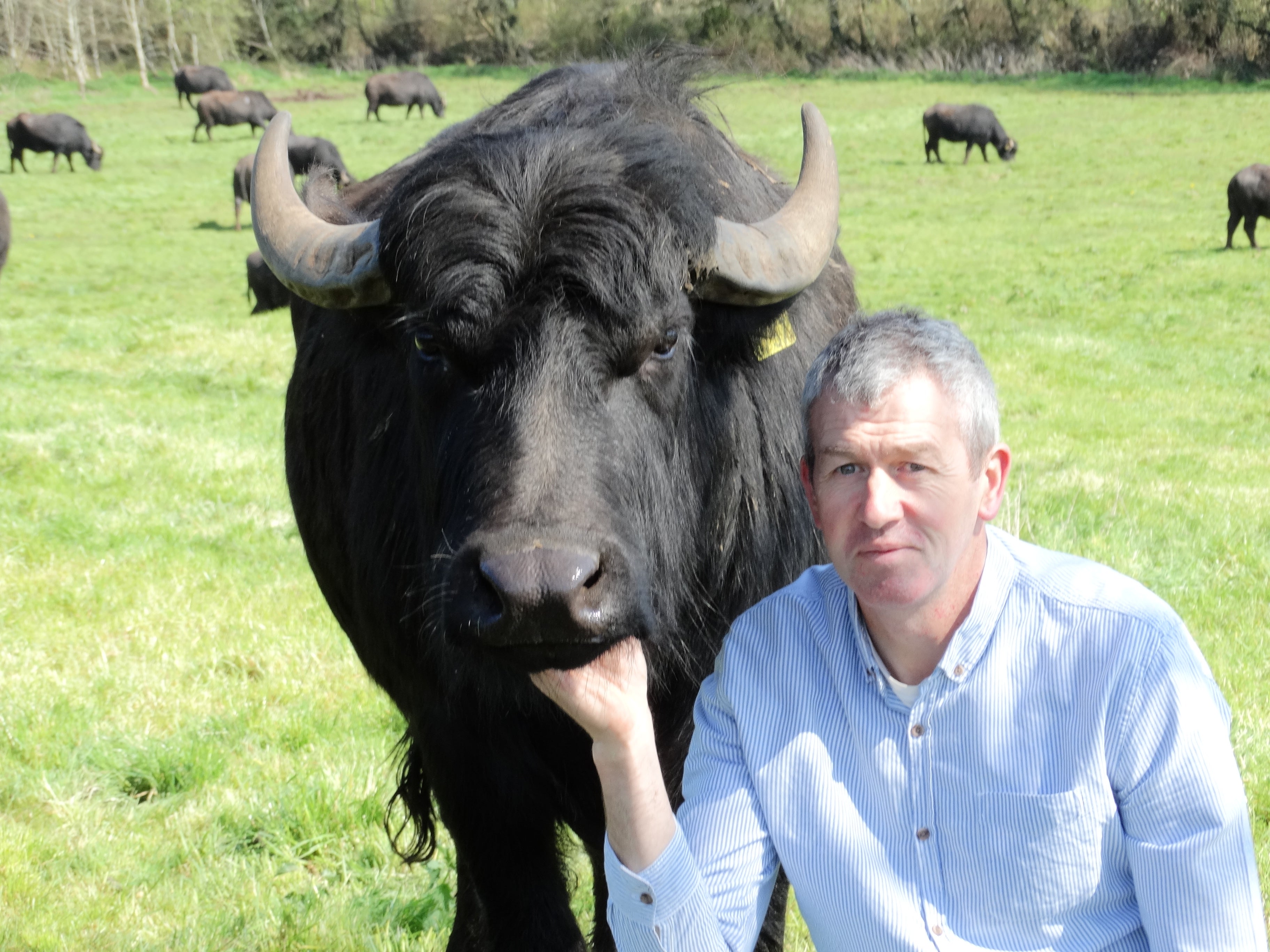 Visit Macroom Buffalo Farm with O'Tuama Tours with Discover Ireland