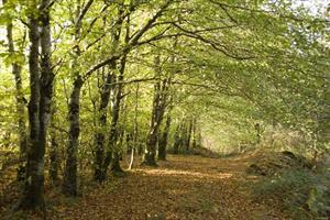 Visit Kinnitty - Kinnitty Castle loop with Discover Ireland