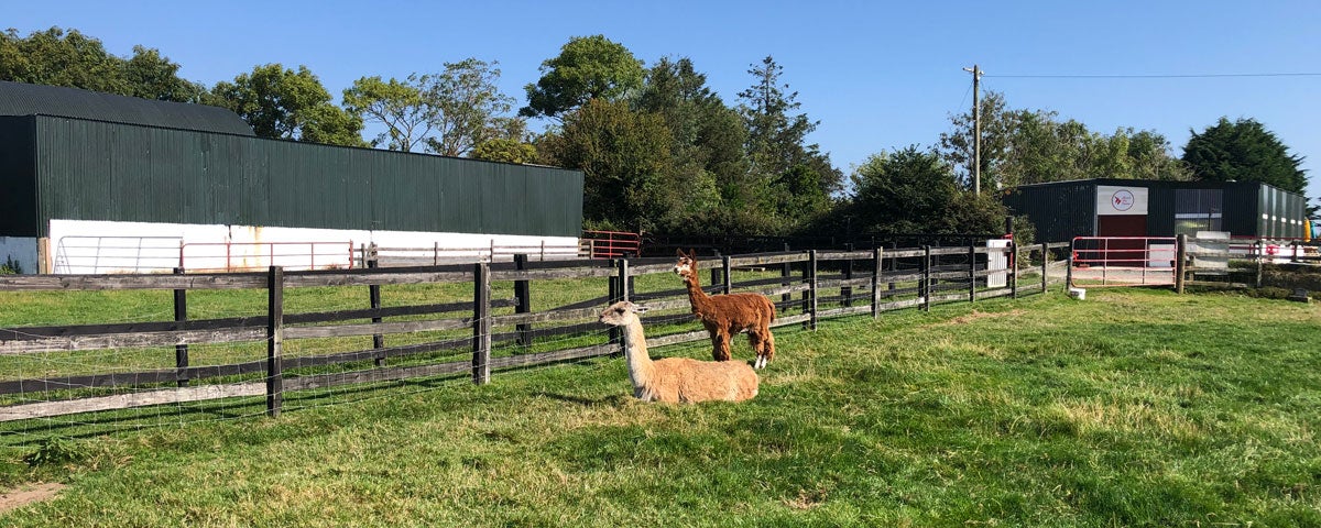 Visit Shrule Pet Farm with Discover Ireland