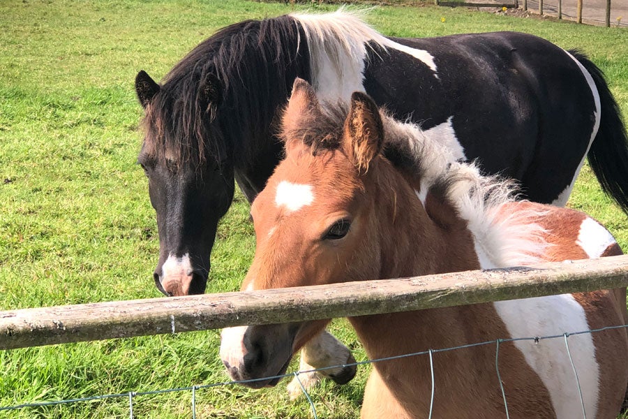 Visit Lurgybrack Open Farm with Discover Ireland