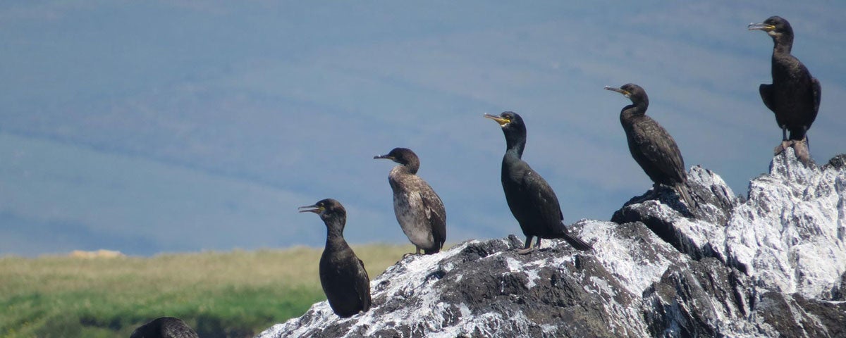 Visit Dingle Boat Tours - Harbour Cruise with Discover Ireland