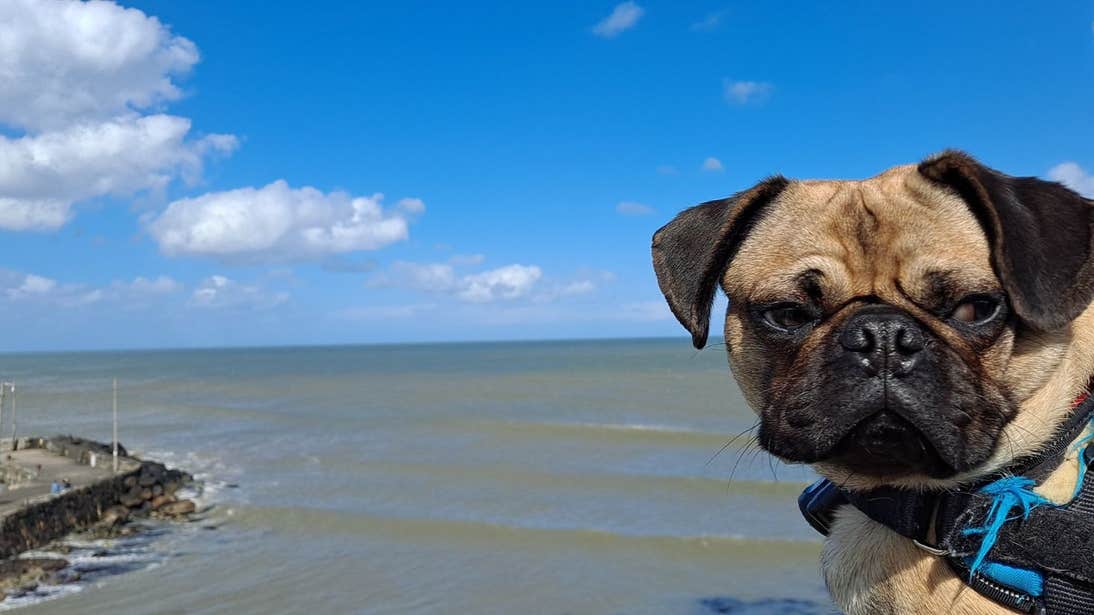 Explore the Best Dog Friendly Places in Ireland