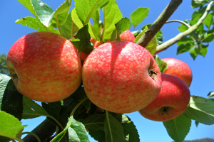 Visit Colclough Walled Garden with Discover Ireland
