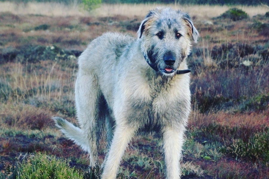 Visit Irish Wolfhounds Ireland with Discover Ireland