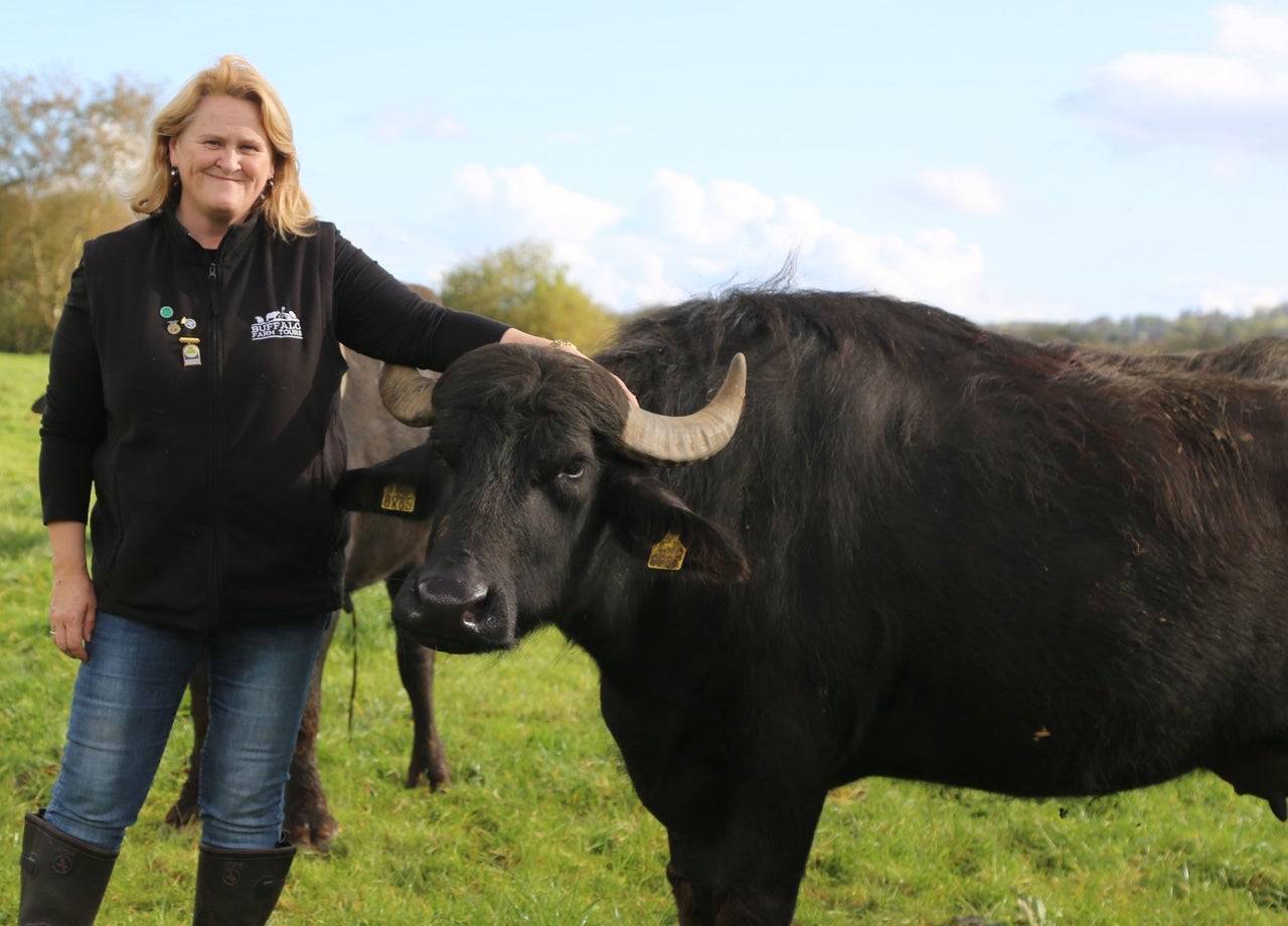 Visit Macroom Buffalo Farm with O' Tuama Tours with Discover Ireland