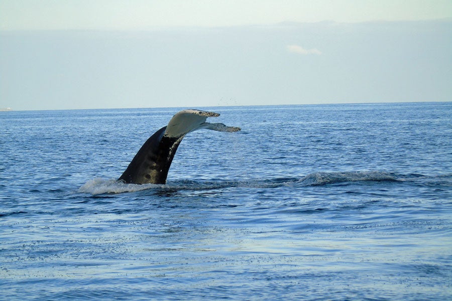 Visit Skellig Coast Discovery with Discover Ireland
