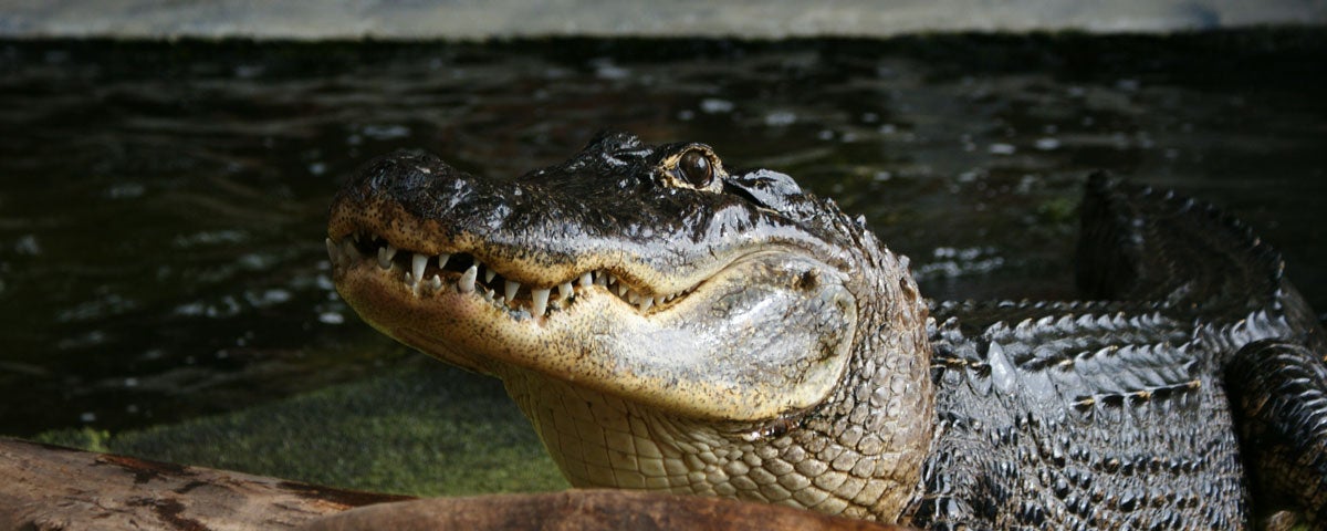 Visit The National Reptile Zoo with Discover Ireland