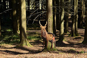 Visit Nature Loop with Discover Ireland